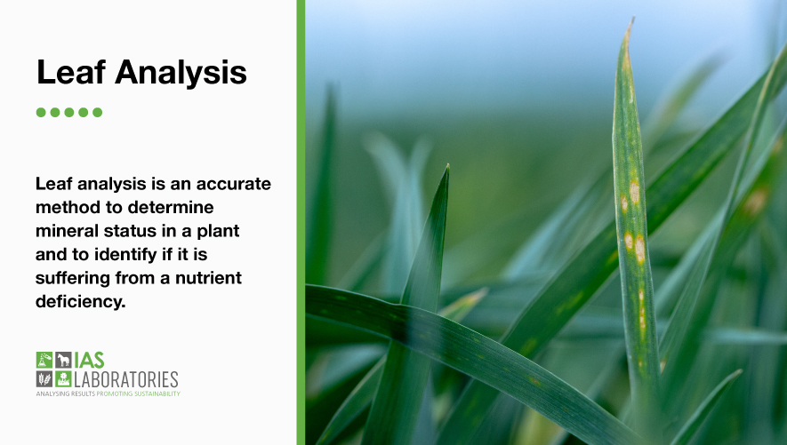Crop Tissue Analysis | Agricultural Testing | IAS