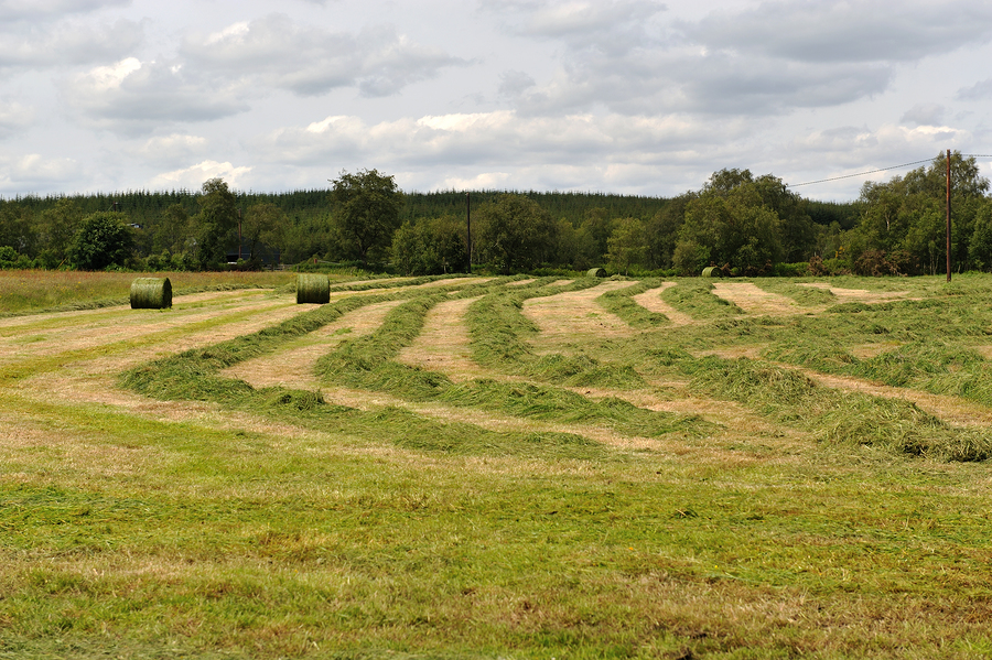 5 tips for growing good quality silage: silage season done right - IAS ...